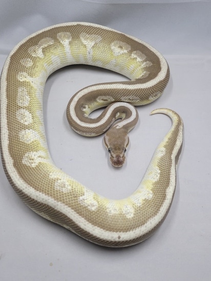 Soul Sucker Ball Python by J&J Balls
