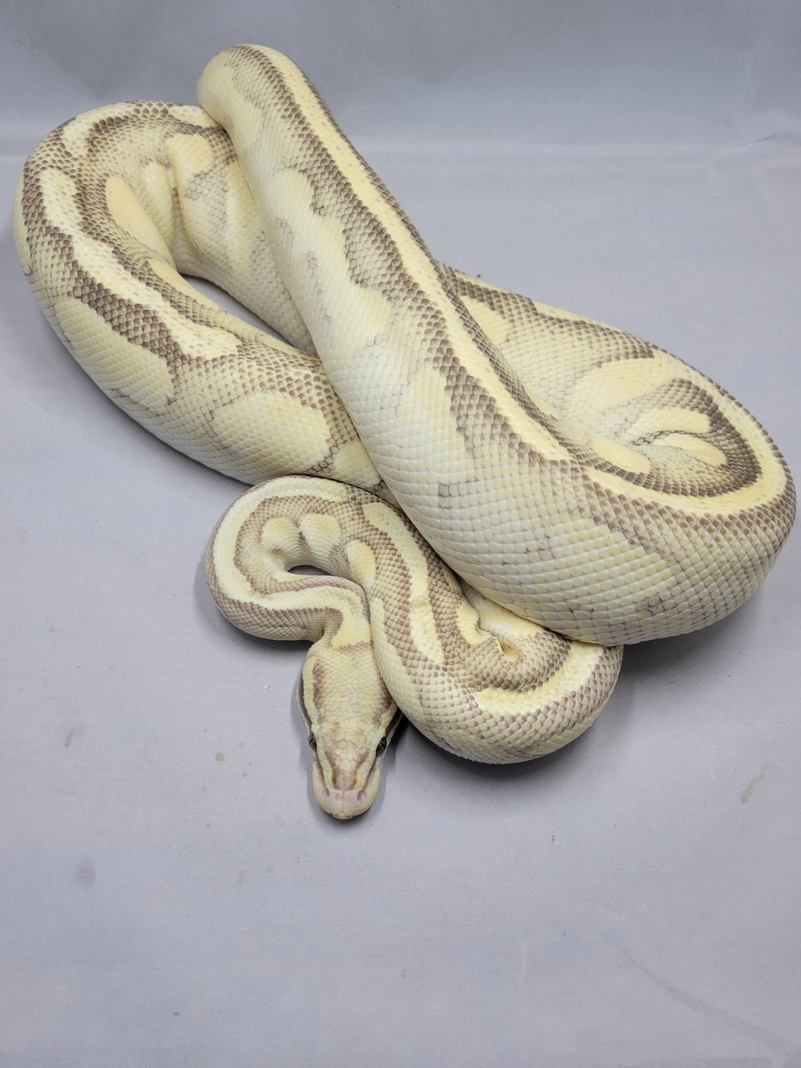 Pastel Vanilla Lesser Ball Python by J&J Balls - MorphMarket