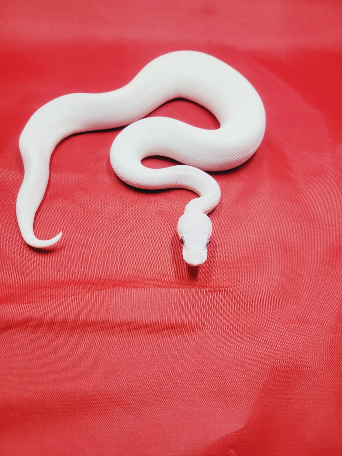 Super Lesser Ball Python by J&J Balls - MorphMarket