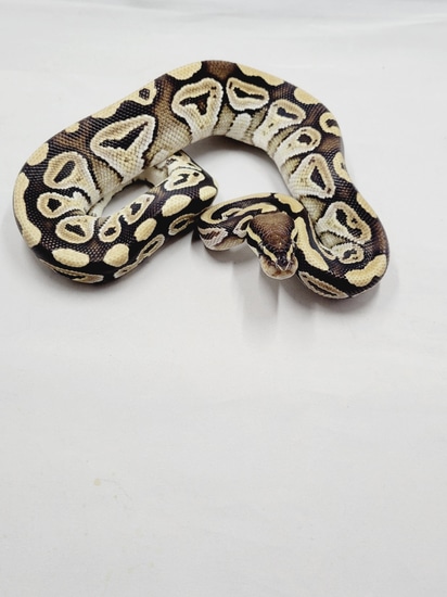 Mojave Ball Python by J&J Balls