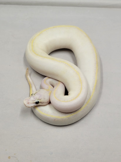 Super Pastel Ivory Ball Python by J&J Balls