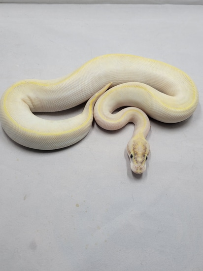 Pastel Enchi Ivory Ball Python by J&J Balls