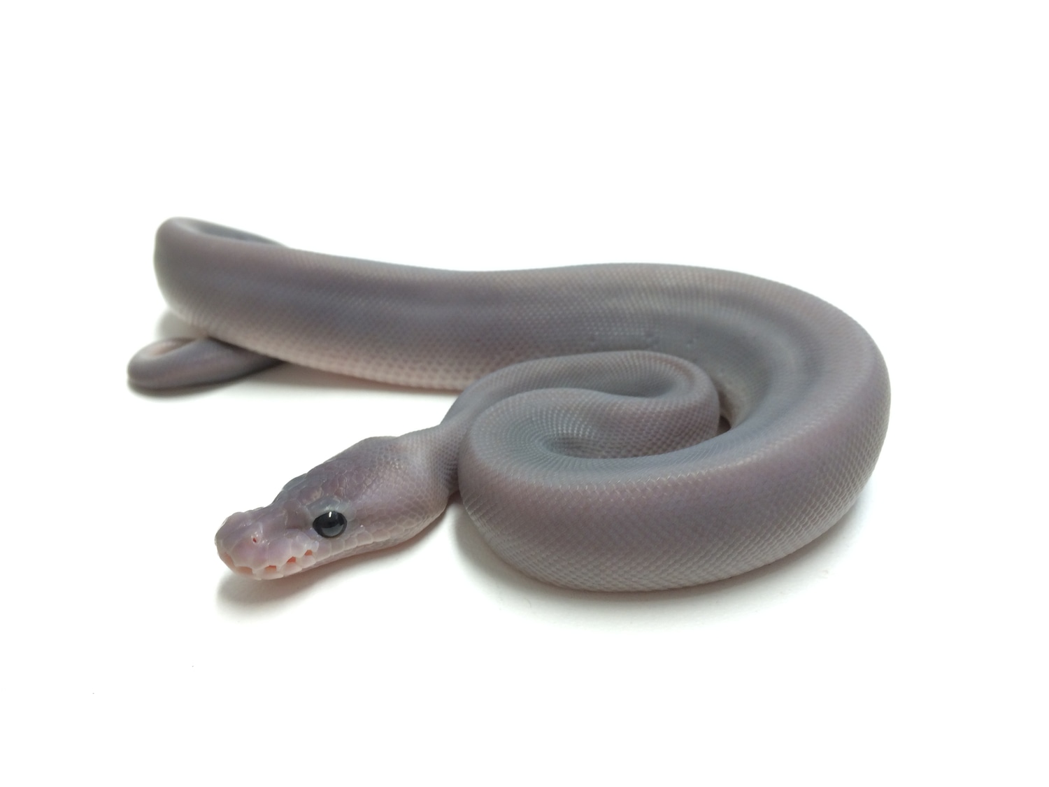 Super Black Pastel Pastel Hypo Ball Python by JJmorphs - MorphMarket