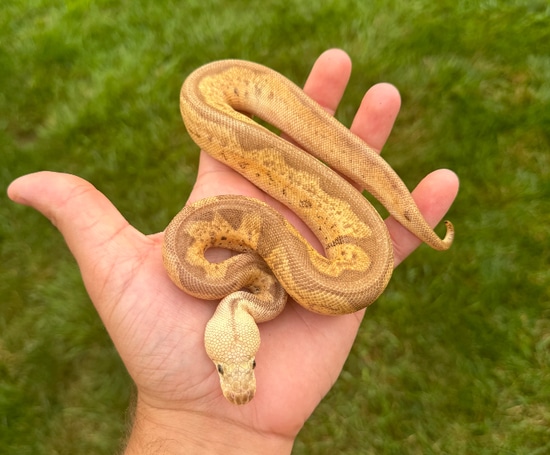 Stranger Leopard Pastel Clown Ball Python by JJ Reptiles