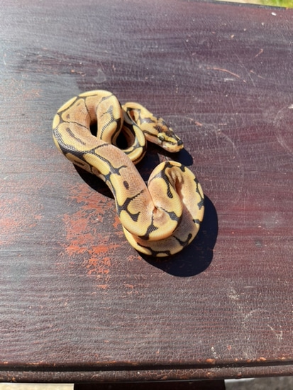 OD Xtreme Gene Spider Ball Python by Stone Cold Constrictors
