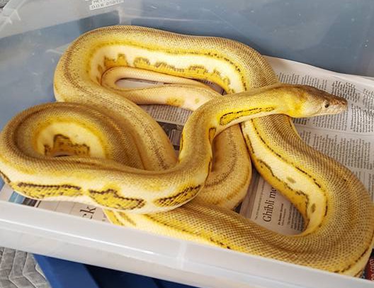 Platinum Jaguar Tiger Reticulated Python by JK Reptiles