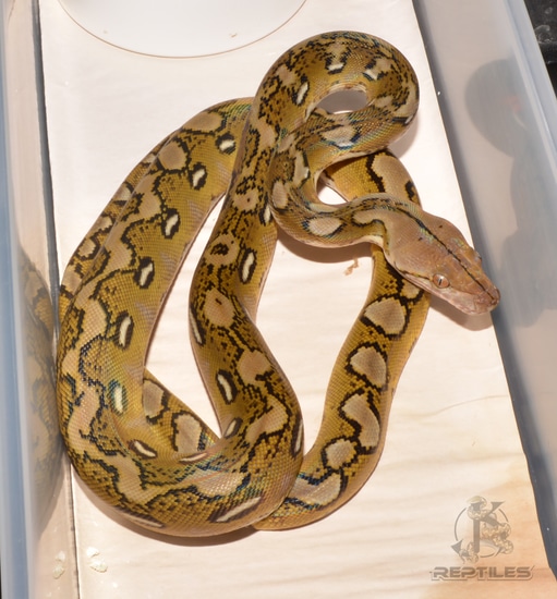 Sunfire 100% Het Anthrax Reticulated Python by JK Reptiles