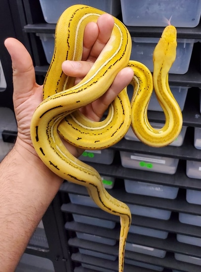 Platinum Phantom Genetic Stripe Reticulated Python by JK Reptiles