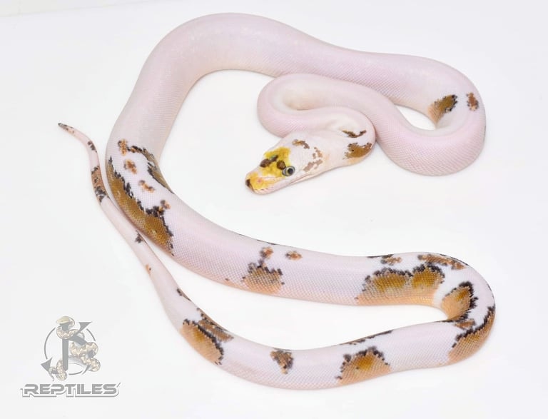Paradox Super Phantom 100% Het Anthrax Reticulated Python by JK ...