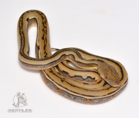 Genetic Stripe Reticulated Python by JK Reptiles