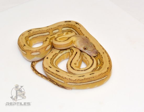 Platinum Phantom Tiger 100% Het Genetic Stripe (Poss Sunfire ...