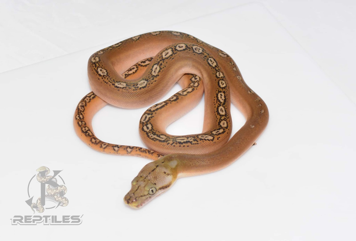 Phantom Motley 100% Het Purple/Mocha Reticulated Python by JK Reptiles ...