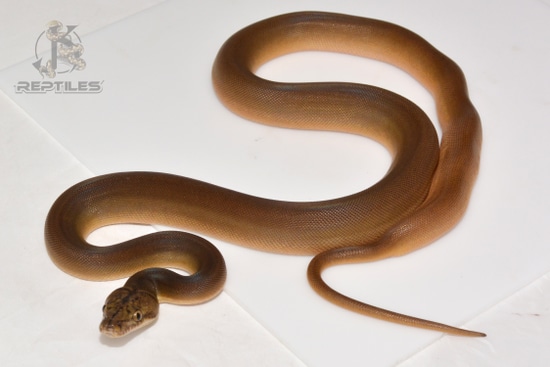 Phantom Goldenchild Sunfire 100% Het Anthrax Reticulated Python by JK ...
