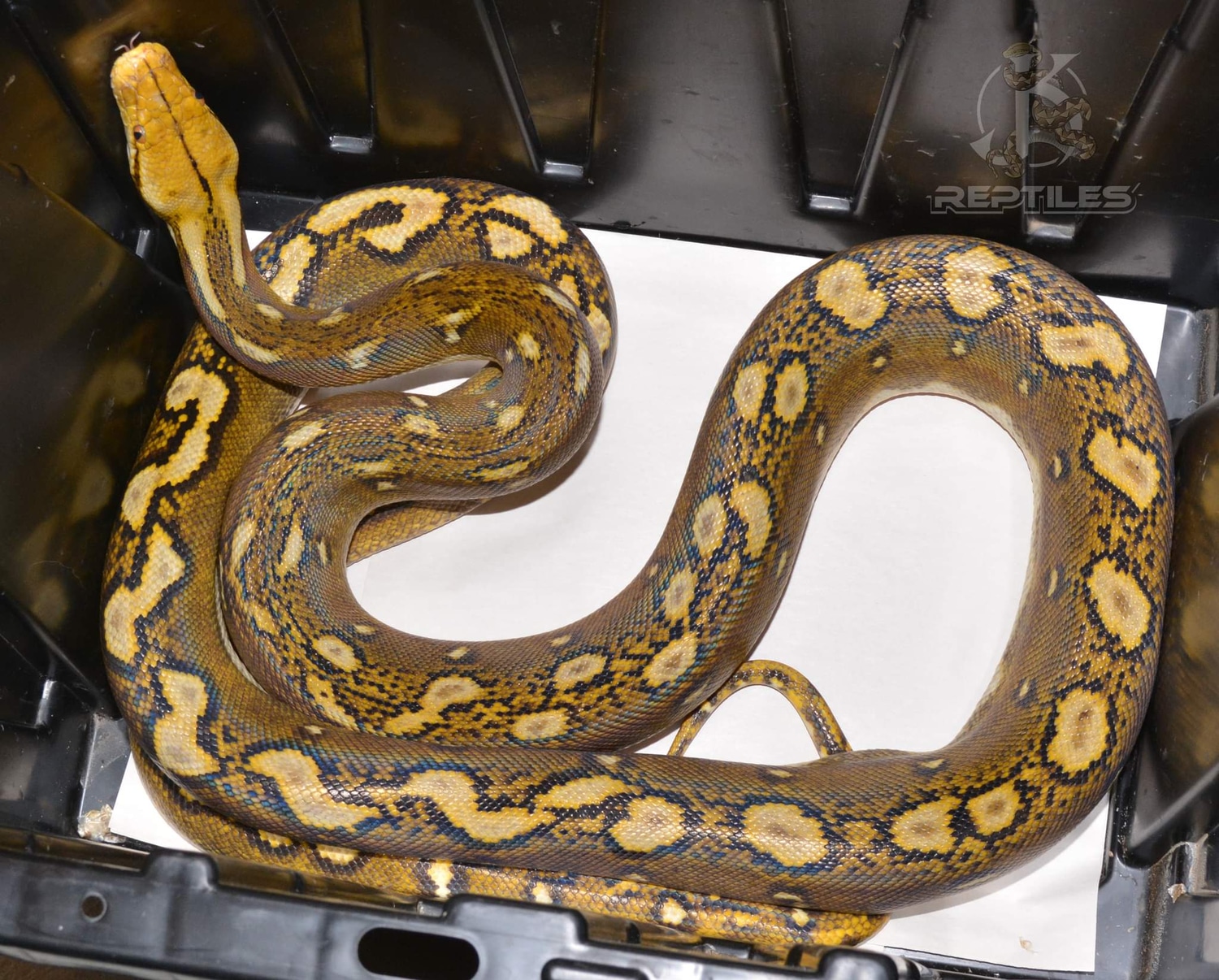 Phantom Sunfire Het Blonde Reticulated Python by JK Reptiles - MorphMarket