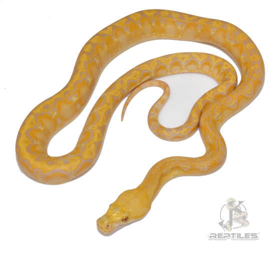 Blonde Phantom (Poss Platty) Reticulated Python by JK Reptiles