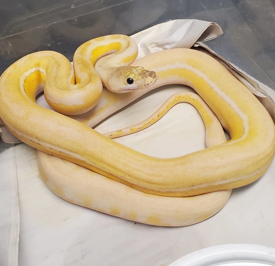 Ultra Ivory 100% Het Hypo Reticulated Python by JK Reptiles