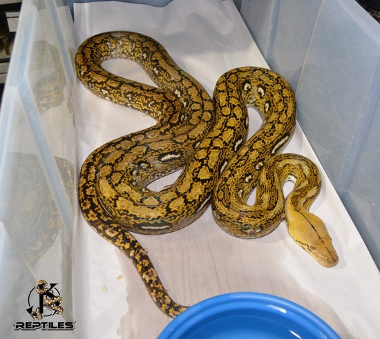 Marble Tiger 66% Poss Het Purple Reticulated Python by JK Reptiles