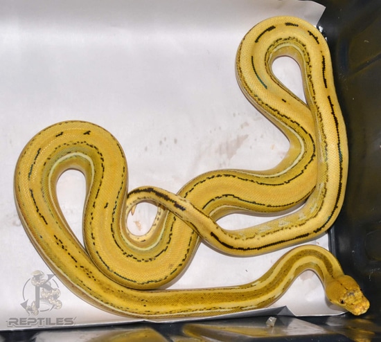 Platinum Phantom Genetic Stripe Reticulated Python by JK Reptiles