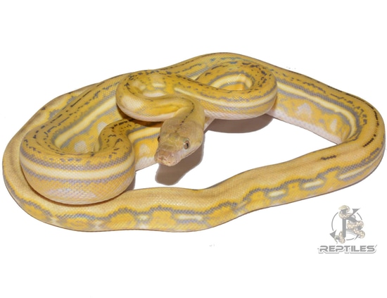 Platinum Tiger Hypo Reticulated Python by JK Reptiles