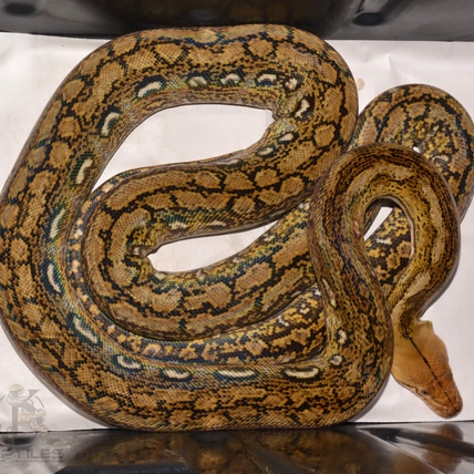 Paradox Super Phantom 100% Het Anthrax Reticulated Python by JK ...