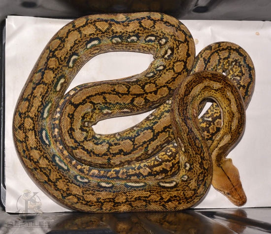 Marble Tiger 66% Poss Het Purple Reticulated Python by JK Reptiles