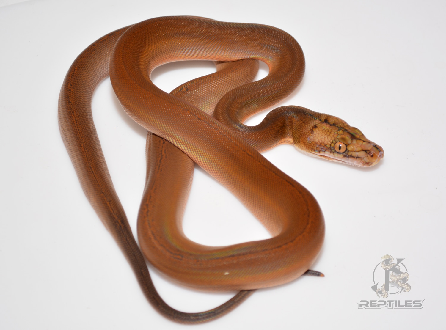 Goldenchild Orange Ghost Stripe Reticulated Python by JK Reptiles ...