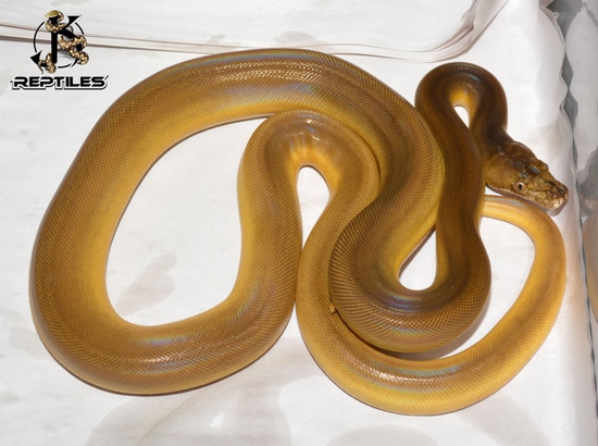 Phantom Goldenchild Sunfire 100% Het Anthrax Reticulated Python by JK ...