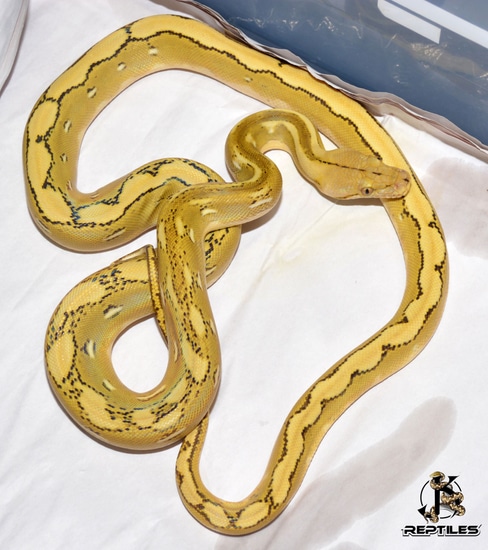 Platinum Phantom 50% Poss Triple Het Reticulated Python by JK Reptiles
