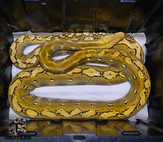 Breedable Platinum Phantom 100% Het Blonde Reticulated Python by JK ...