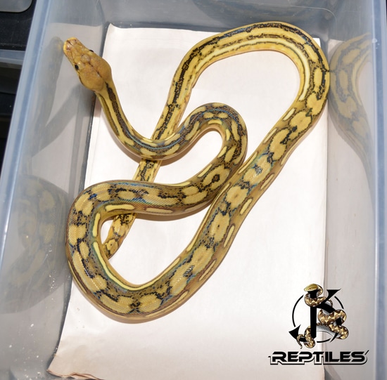 Phantom Tiger 50% Poss Triple Het Reticulated Python by JK Reptiles