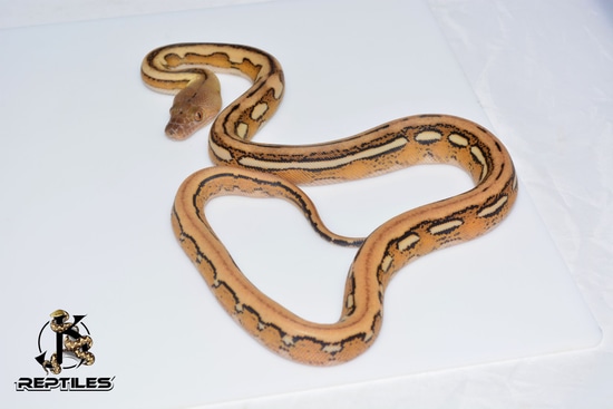 Platinum Tiger 66% Poss Het OGS Reticulated Python by JK Reptiles