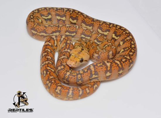 Orange Glow Anthrax Reticulated Python by JK Reptiles