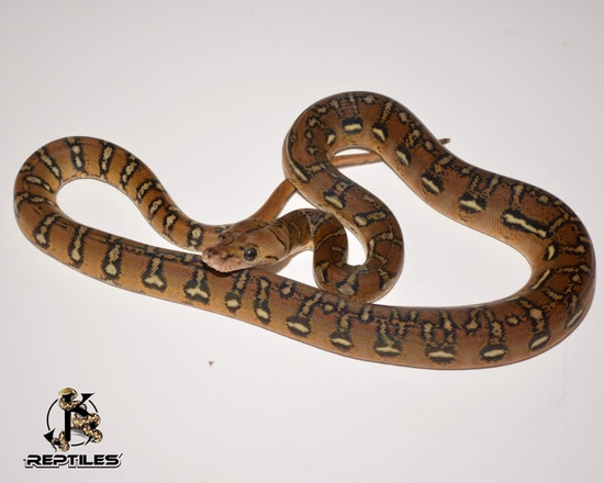 Anthrax Sunfire 66% Poss Het Caramel/Purple Reticulated Python by JK ...