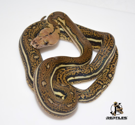Anthrax Tiger 66% Poss Het Indo Caramel/Purple Reticulated Python by JK ...