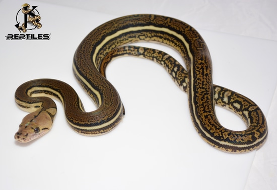 Anthrax Tiger 66% Poss Het Indo Caramel/Purple Reticulated Python by JK Reptiles