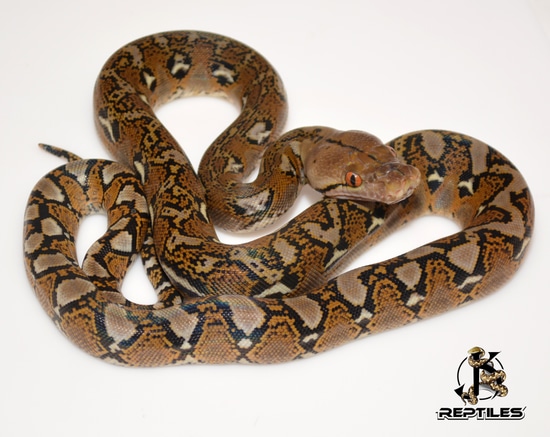 Normal 66% Poss Het Indo Caramel/Purple & Anthrax Reticulated Python by JK Reptiles