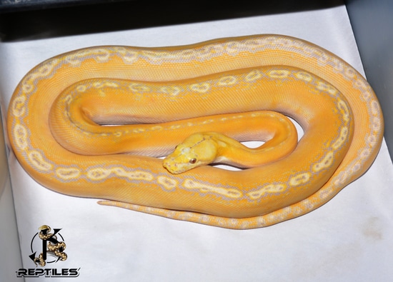 Purple Phantom Motley Reticulated Python by JK Reptiles