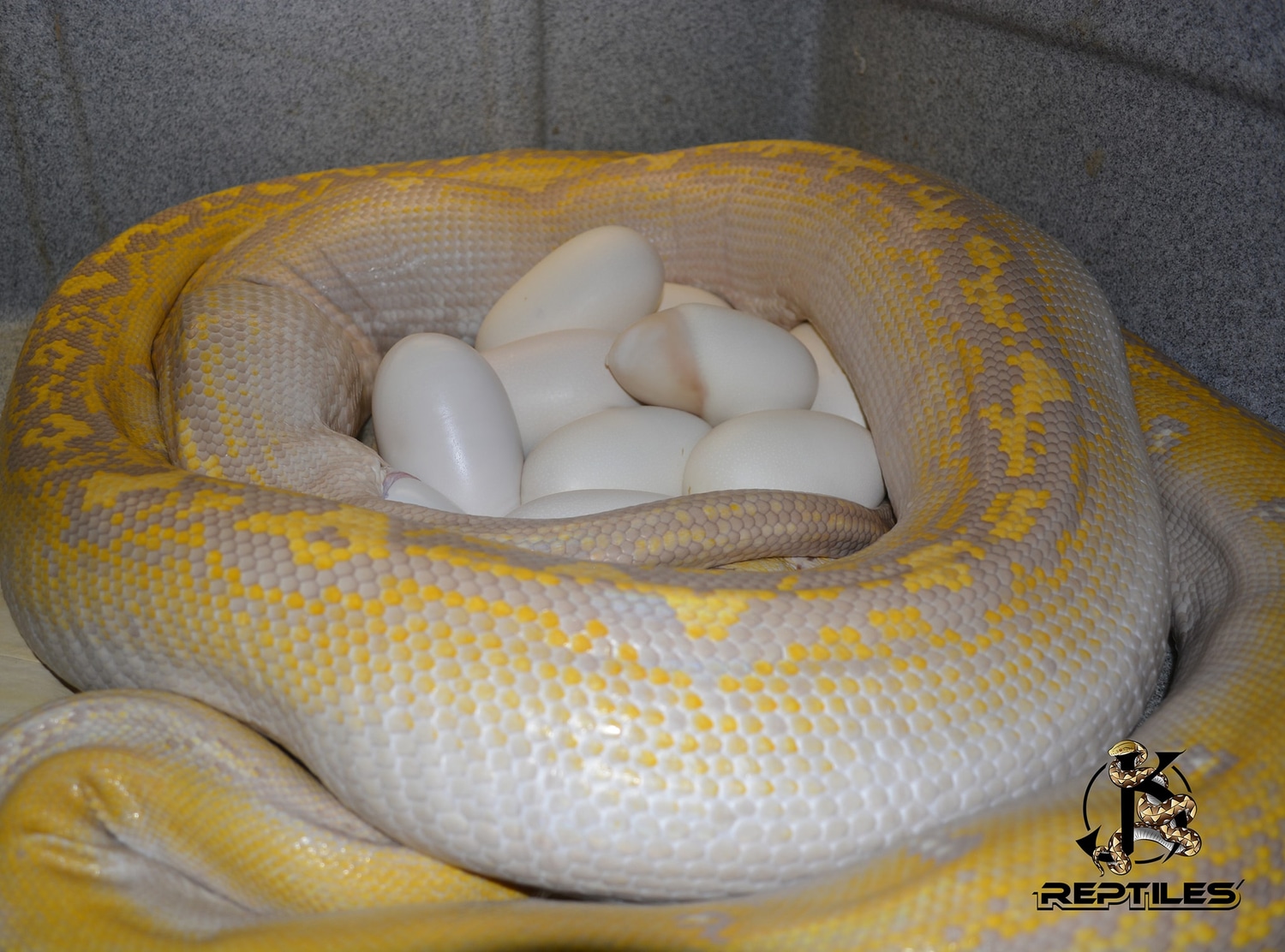 Reticulated Python Clutch: breeding-23-E4MF by JK Reptiles - MorphMarket