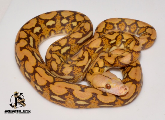 Orangeglow Tiger 66% Poss Het Anthrax Reticulated Python by JK Reptiles