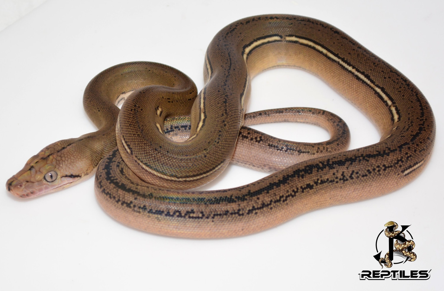 Platinum Goldenchild Tiger 100% Het Purple/Hypo Reticulated Python by ...