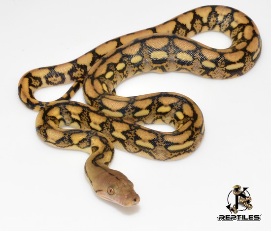 Tiger 100% Het Purple/Hypo Reticulated Python by JK Reptiles