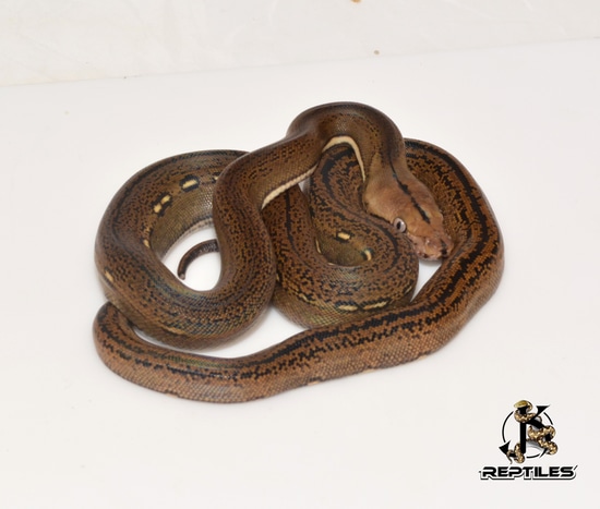 Goldenchild Tiger 100% Het Purple/Hypo Reticulated Python by JK Reptiles