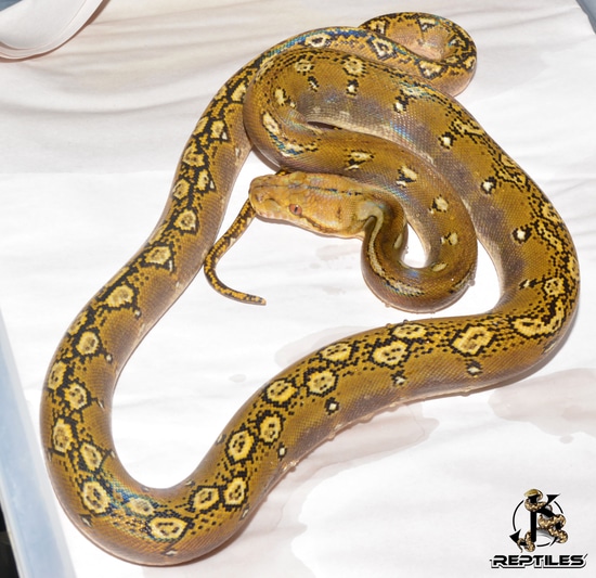 Phantom 100% Het Mocha/Purple Reticulated Python by JK Reptiles