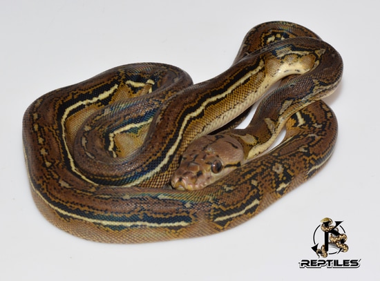 Anthrax 66% Poss Het Purple/Indo Caramel Reticulated Python by JK Reptiles