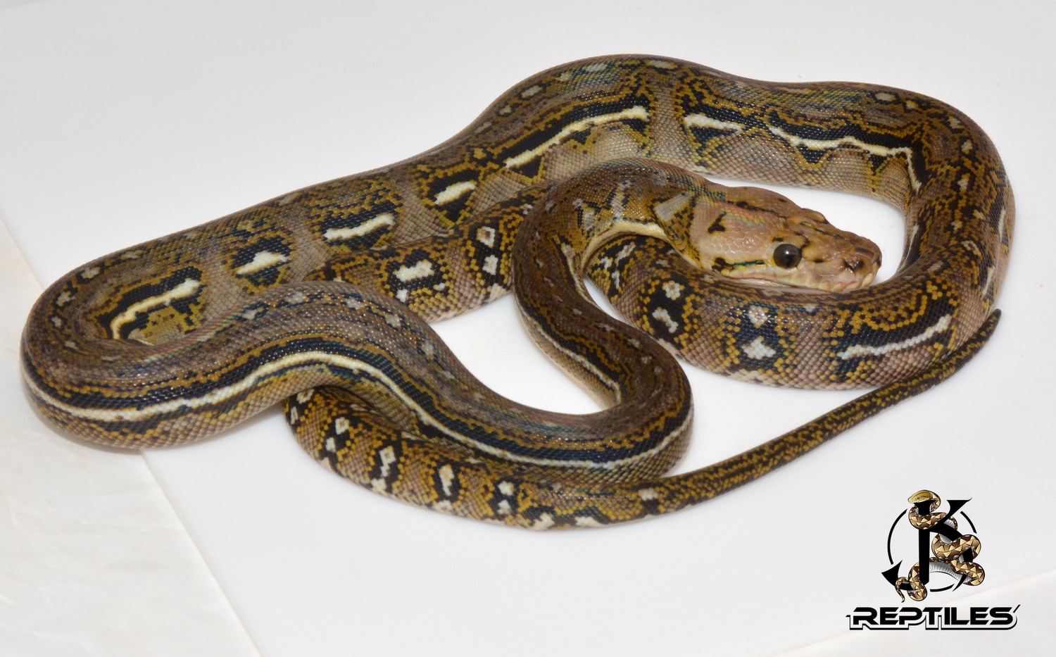 Anthrax 66% Poss Het Indo Caramel/Purple Reticulated Python by JK Reptiles - MorphMarket