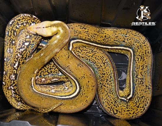 Platinum Anthrax Tiger Reticulated Python by JK Reptiles