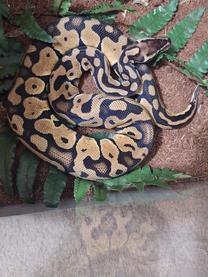 Pastel Fire Ball Python by J&D Reptiles