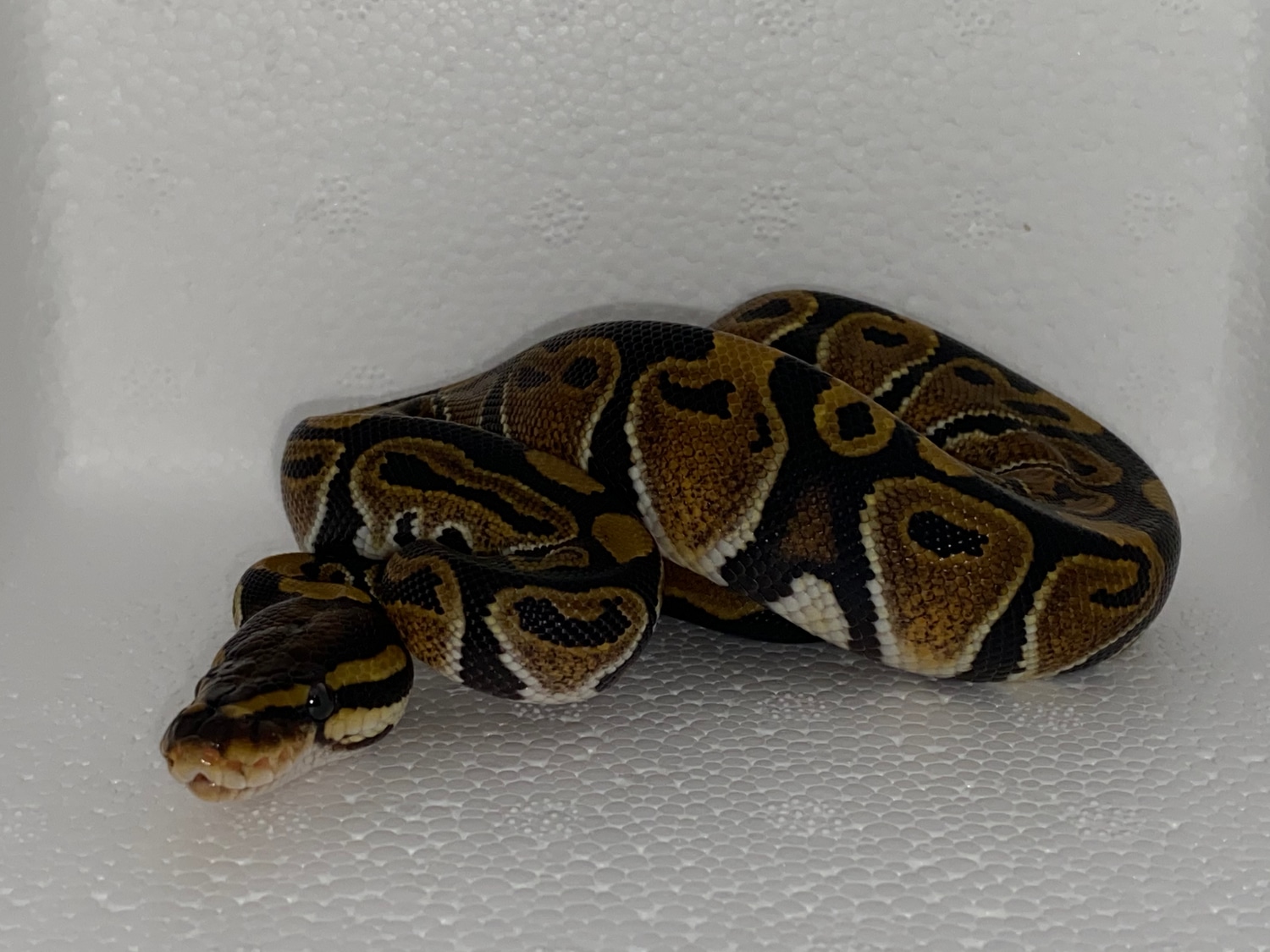 100%het Albino Ball Python by Secret Serpent Society - MorphMarket