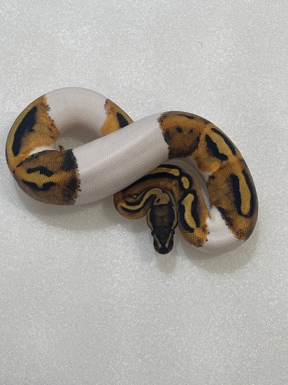 Pied Possible Leopard Ball Python by JT’s Exotics