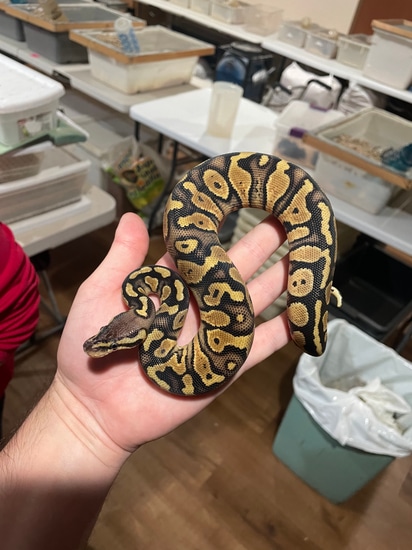 Super Pastel 100% Het Pied Ball Python by JT’s Exotics